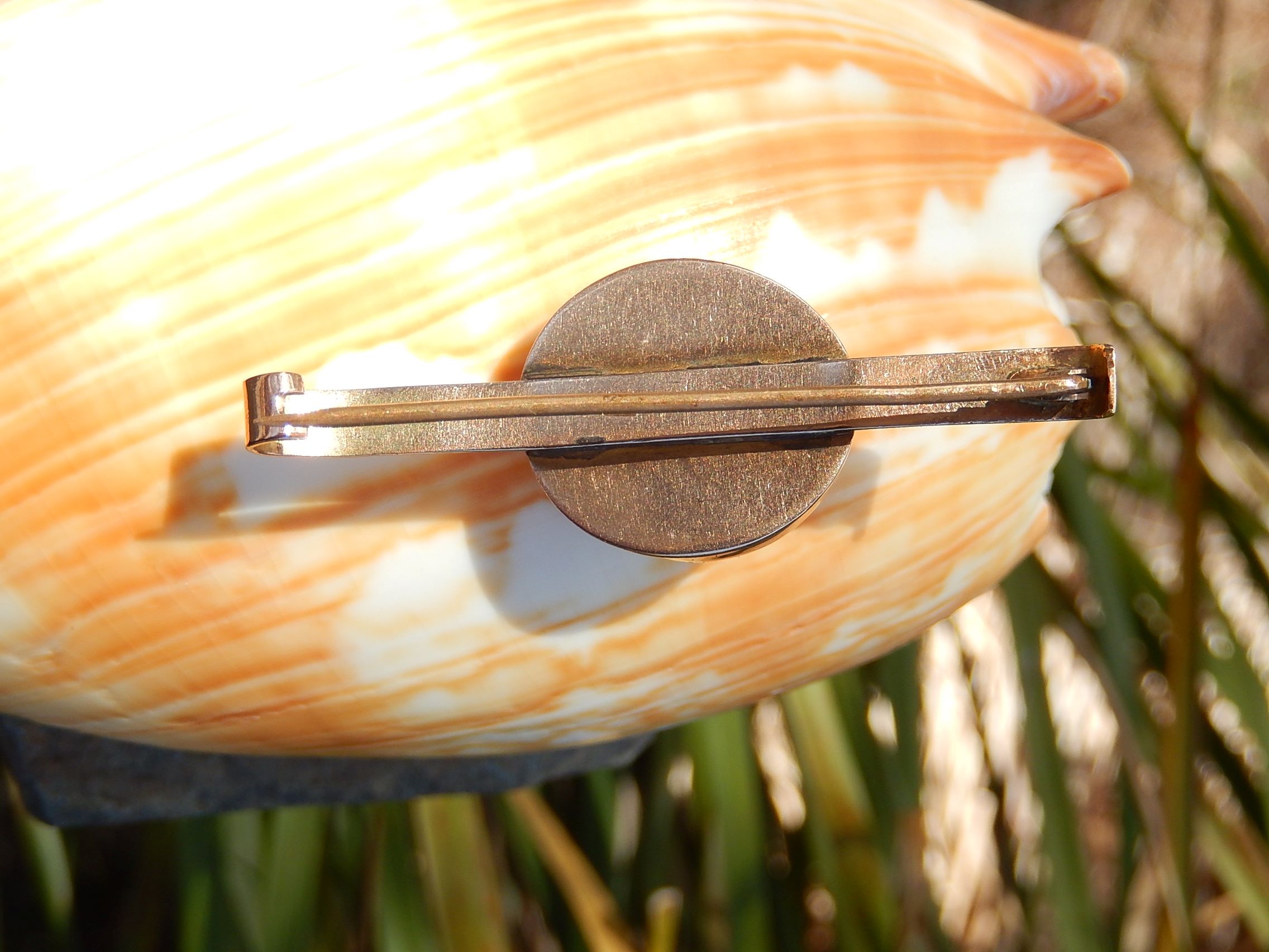 Victorian Operculum Brooch | The Shop in the Bush