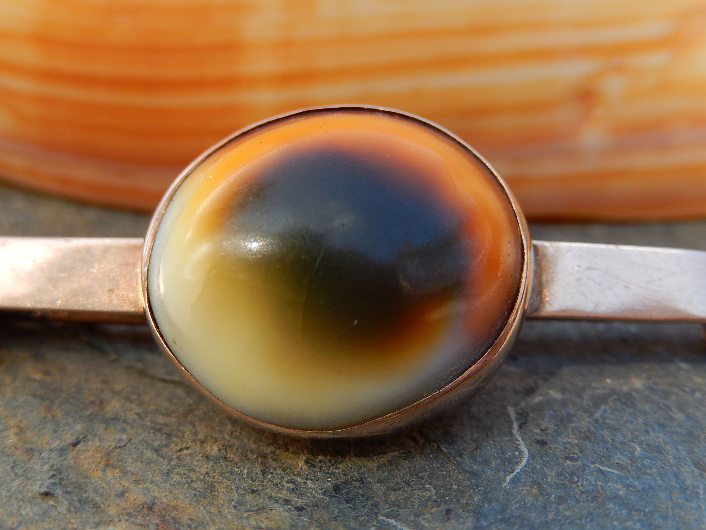 Victorian Operculum Brooch | The Shop in the Bush